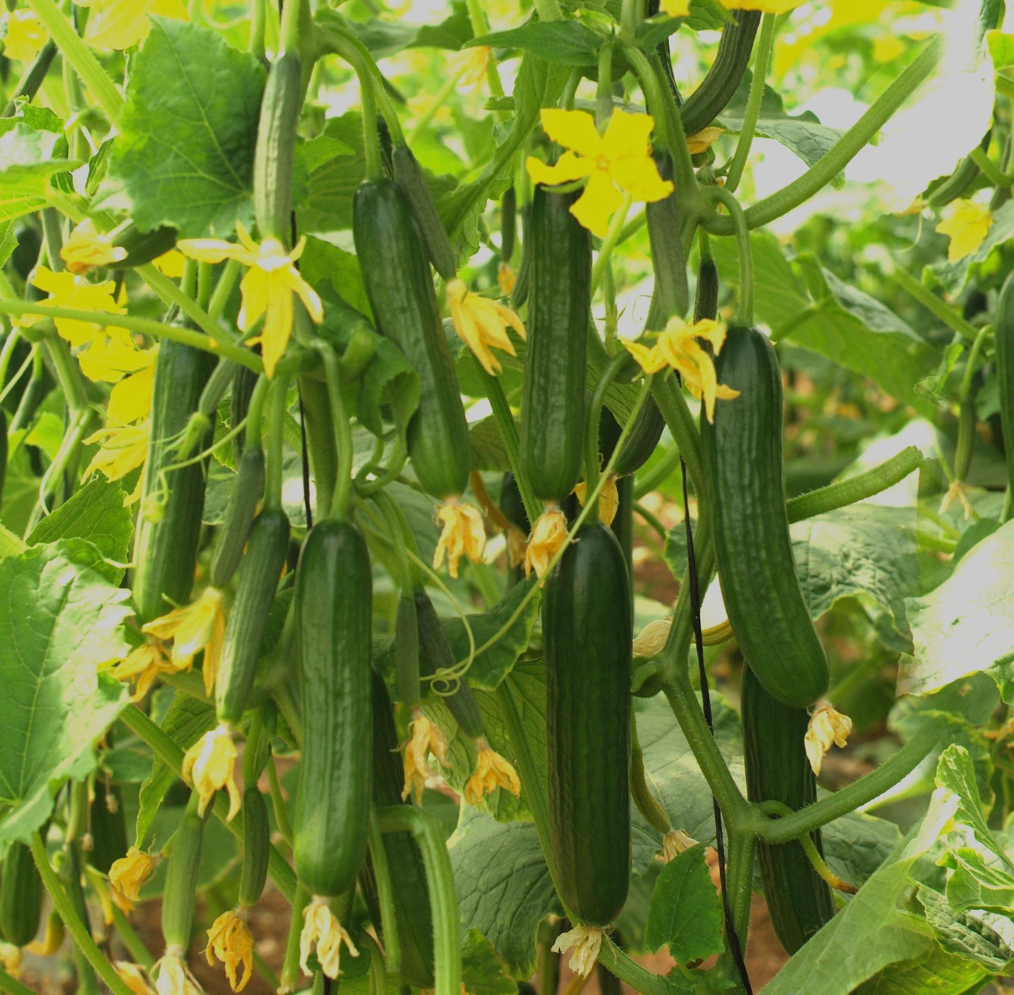 Cucumber | Hansa Seed