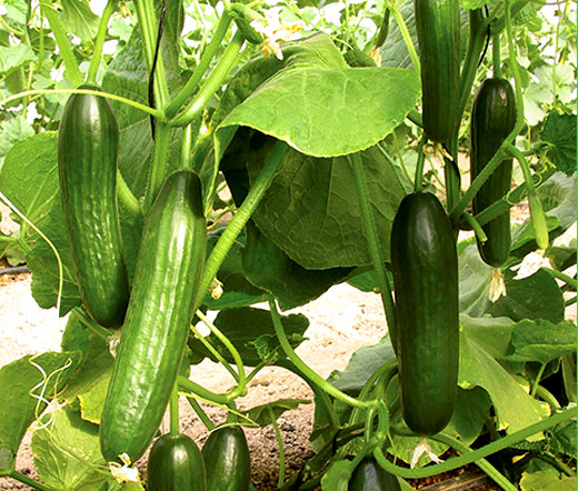 Cucumber | Hansa Seed